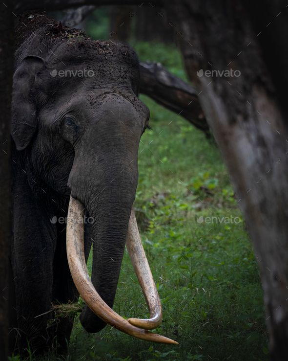 Elephant with long tusks strides through lush grass in a natural ...