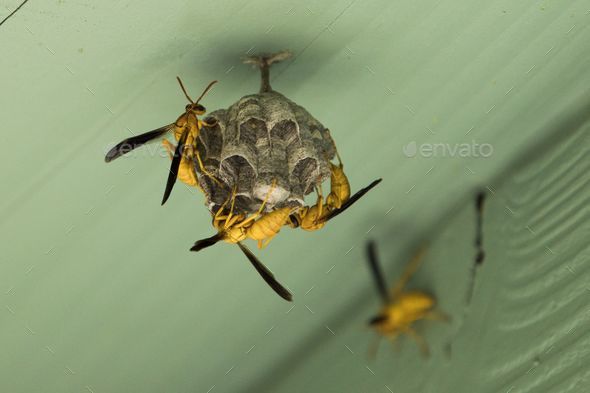 Polistes flavus, also known as the yellow paper wasp. Family Vespidae ...