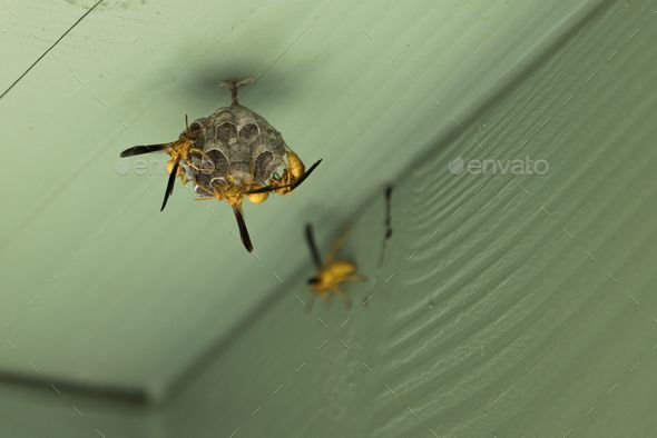 Polistes flavus, also known as the yellow paper wasp. Family Vespidae ...