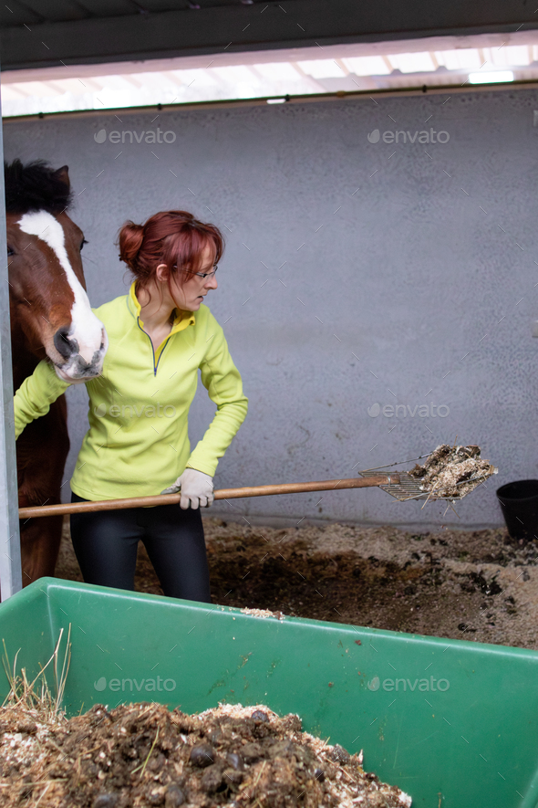 Horses paddock cleaning hygiene, excrement for eco-friendly fertilizer ...