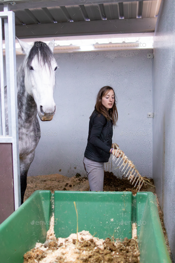 Horses paddock cleaning hygiene, excrement for eco-friendly fertilizer ...