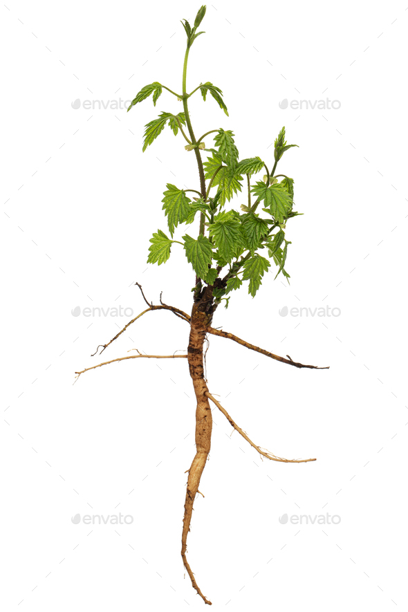 oung hop sprout with green leaves and root, isolated on white ...