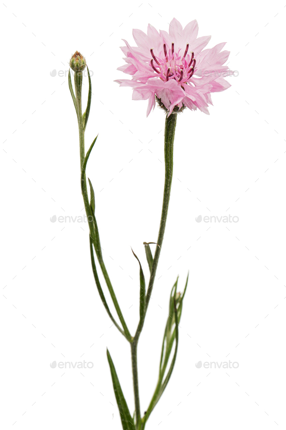 Pink flower of cornflower, lat. Centaurea, isolated on white background ...