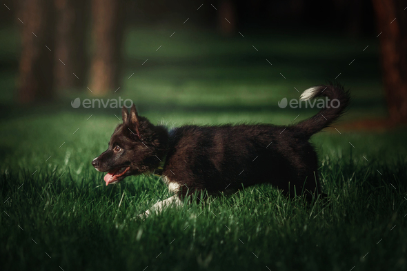 Playful Border Collie Puppy Exploring the Great Outdoors with ...