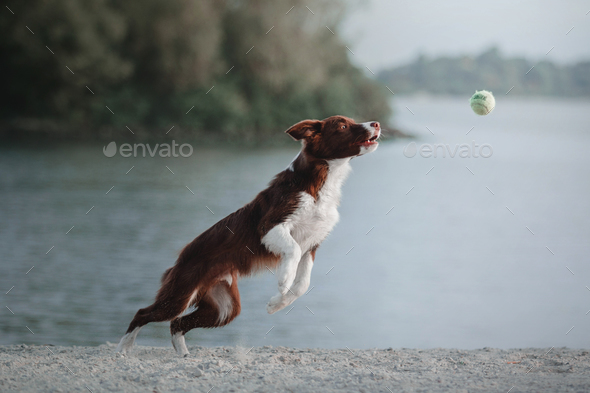Playful Border Collie Puppy Exploring the Great Outdoors with ...