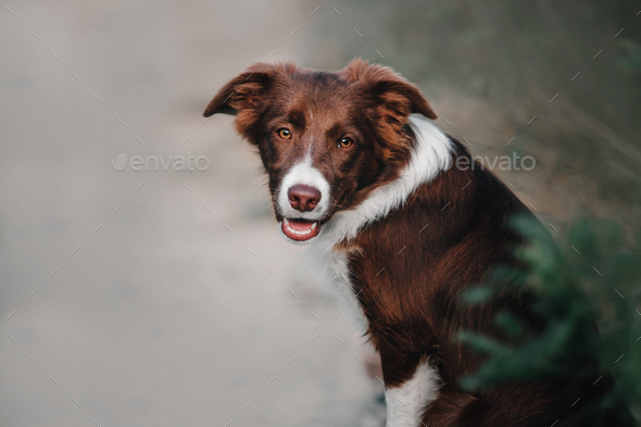 Playful Border Collie Puppy Exploring the Great Outdoors with ...