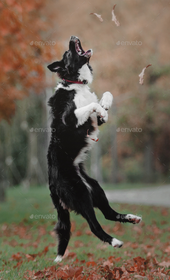 Playful Border Collie Puppy Exploring the Great Outdoors with ...