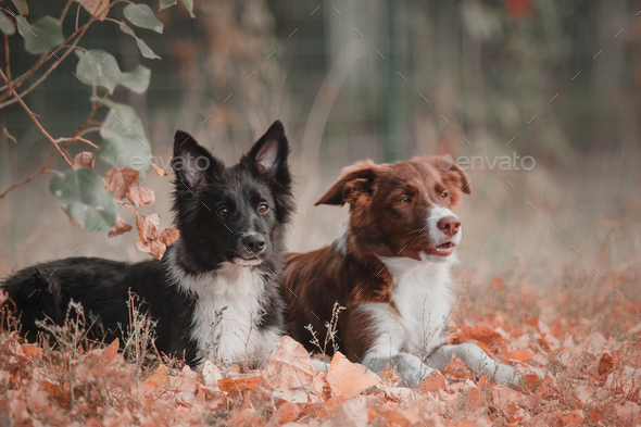 Playful Border Collie Puppy Exploring the Great Outdoors with ...