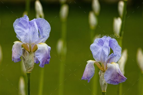 Blue Orchids Field