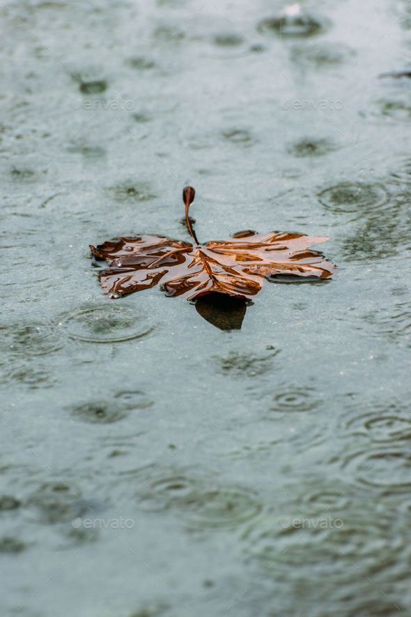 Leaf floating in a rain-soaked body of water, illuminated by water ...
