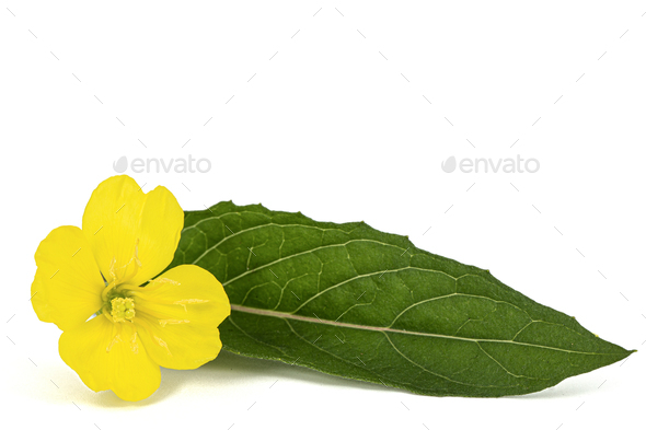 Flower and leaf of Oenothera biennis, common evening-primrose, evening ...