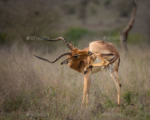 Impala antelope ram grooming in Kruger National Park, lifting a leg as ...