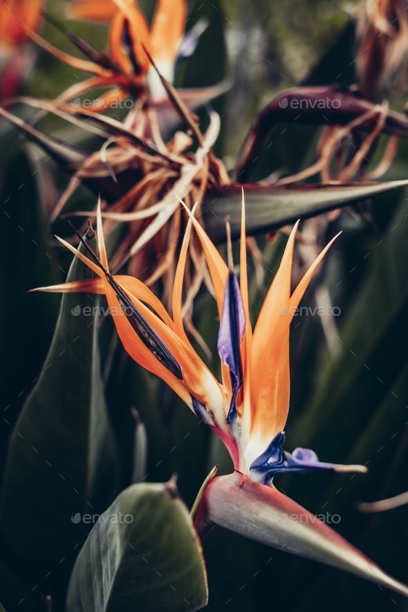 Vibrant Strelitzia royal flower with its striking blue and yellow ...