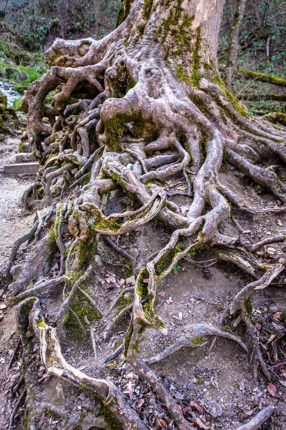 the large tree has its roots wrapped around it's trunk Stock Photo by ...