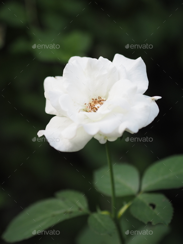 white color flower blooming in garden blurred of nature background ...