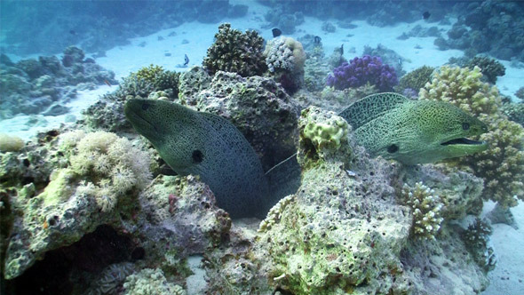 Two Moray On Coral Reef, Stock Footage | VideoHive