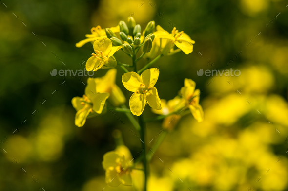 Rape plant and flowers in close-up. Cultivation of rapeseed. Stock ...