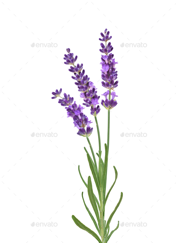Three purple lavender flower stems isolated cutout Stock Photo by ...