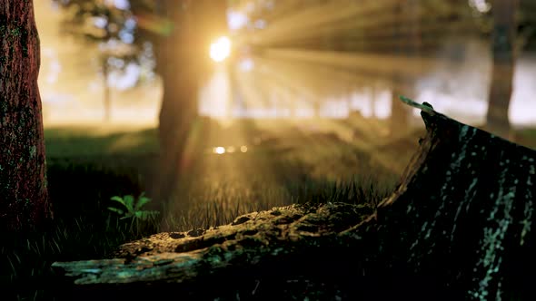 Forest, Motion Graphics | VideoHive