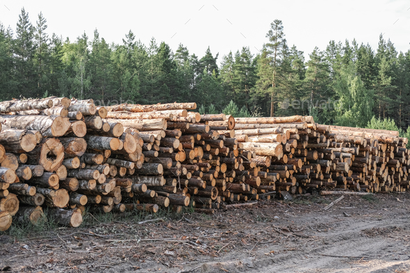 Log stacks along the forest road. Deforestation. Wood preparation ...