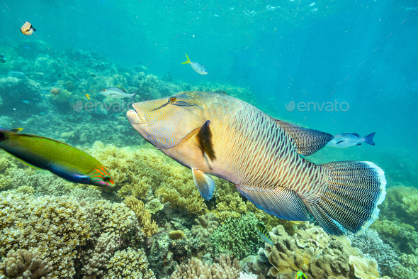 Maori Wrasse, Humphead Maori Wrasse in the great barrier reef Stock ...