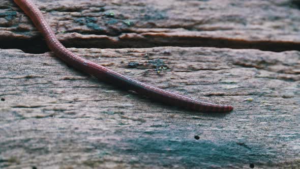 Earthworm in the Forest on a Tree Log. Long Worm Wriggles and Crawls ...