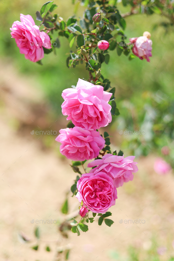 beautiful pink roses -natural romantic background - love Stock Photo by ...