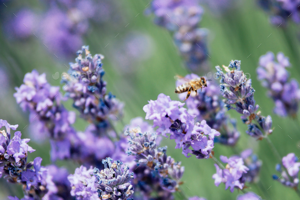 Pollination with bee and lavender with sunshine, sunny lavender. Stock ...