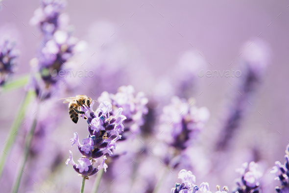 Pollination with bee and lavender with sunshine, sunny lavender. Stock ...