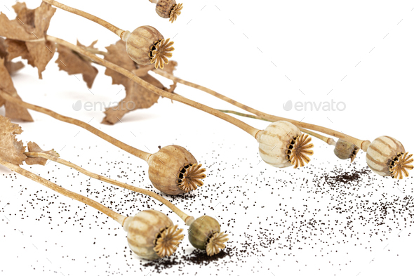 Dried poppy boxes and spilled seeds, isolated on white background Stock ...