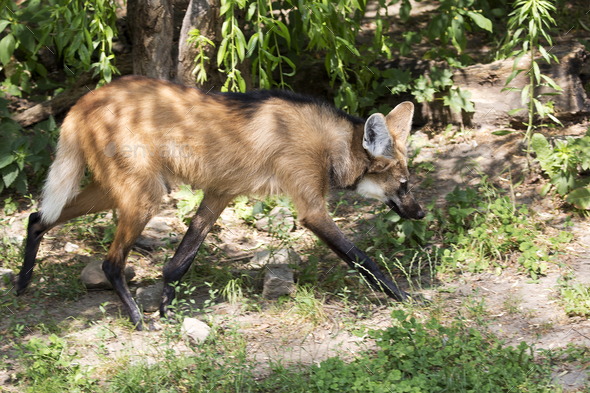 Maned wolf in the forest in the run Stock Photo by johan10 | PhotoDune