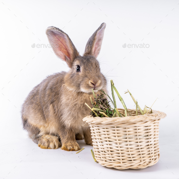 Cute looking brown rabbit isolated white background Stock Photo by ...