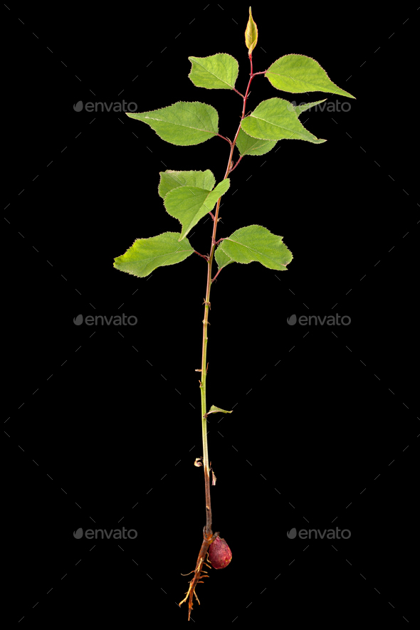 Apricot young tree with root and kernel, isolated on black background ...