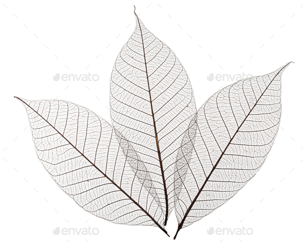 Three skeletonized leaves isolated on white background Stock Photo by ...