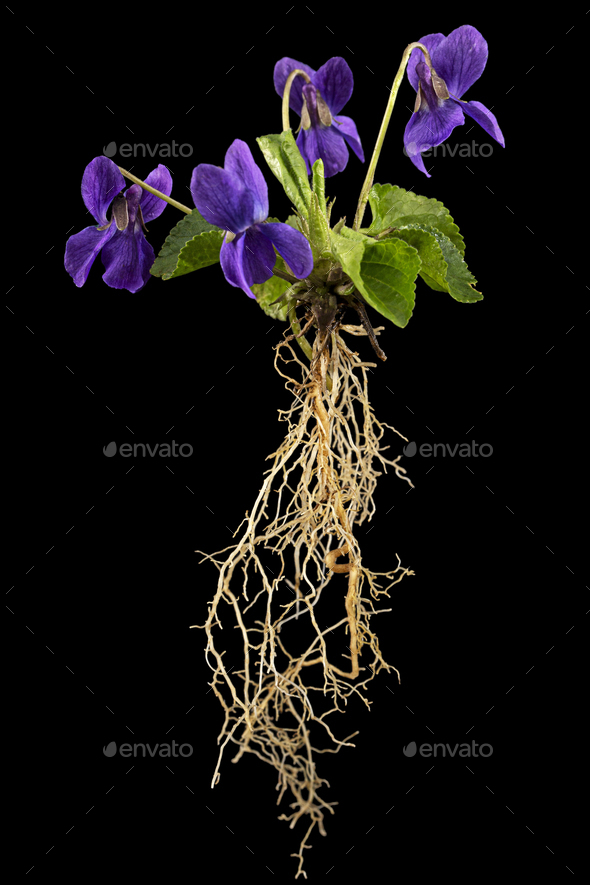 Flowers of the violet with root, lat. Viola odorata, isolated on black ...