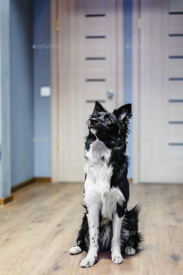 Adorable border collie puppy dog at home, begging for food in the ...