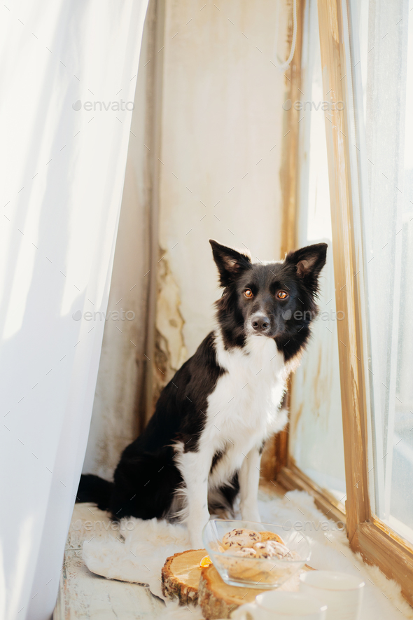 Adorable border collie puppy dog at home, begging for food in the ...