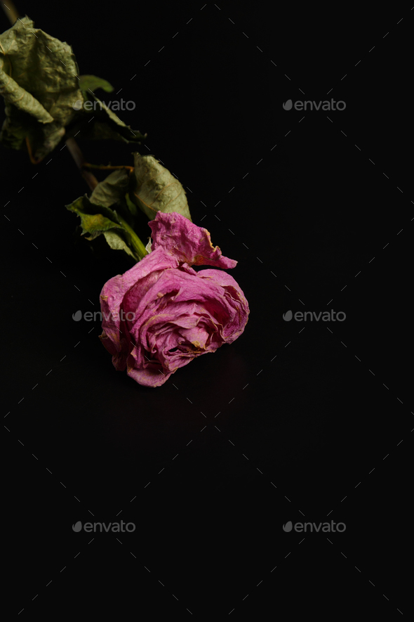 Dry rose on a black background. Unhappy love, loneliness, sadness, old ...