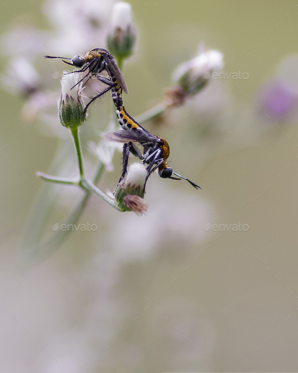 mating insect Stock Photo by triwidana | PhotoDune