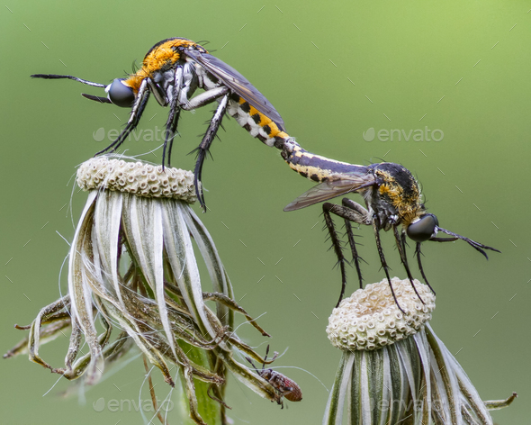 mating insect Stock Photo by triwidana | PhotoDune