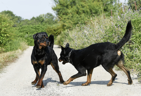 beauceron and rottweiler Stock Photo by cynoclub | PhotoDune