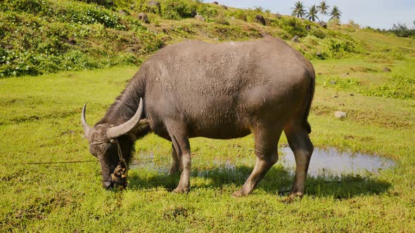 Filipino Buffalo in Field, Stock Footage | VideoHive