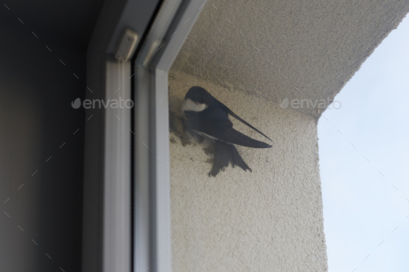 Common house martin bird behind window begins to build nest from mud ...