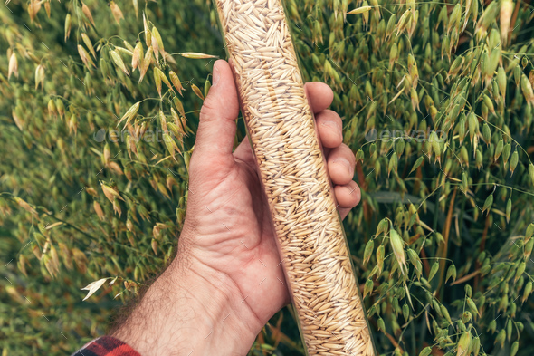 Farm worker and agronomist holding a plastic tube with harvest oat crop ...