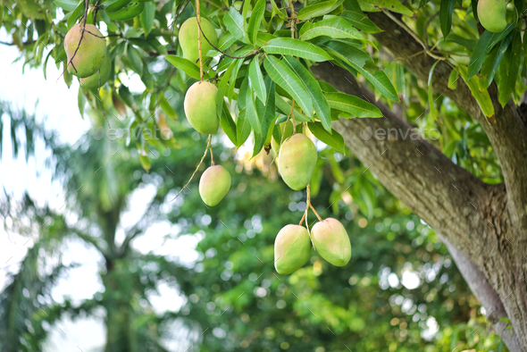 Tropical mangoes growing in the rainforest on a tree Stock Photo by ...