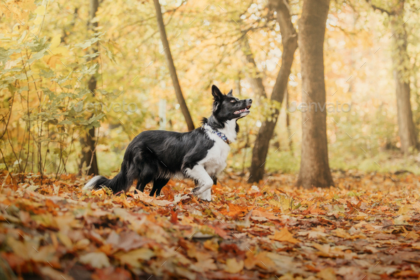 Autumn with a Border Collie. Dog confidently strolling through the fall ...