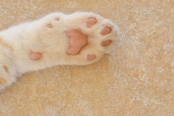 Cat toe beans on the floor. Stock Photo by Maliflower73 | PhotoDune
