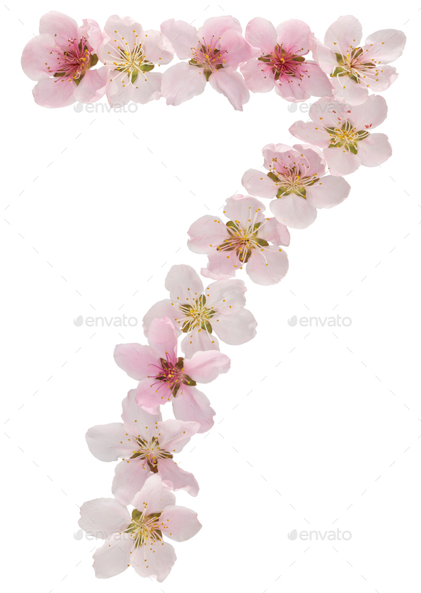 Numeral 7, seven, from natural pink flowers of peach tree, isolated on ...