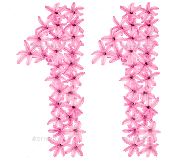 Numeral 11, eleven, from natural flowers of hyacinth, isolated on white ...