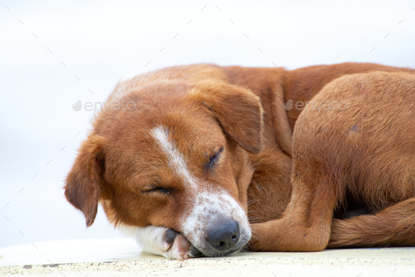 Dog taking a nap at the beach on summer holiday vacation, ocean shore ...